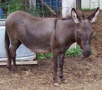 Other Jennets For Sale